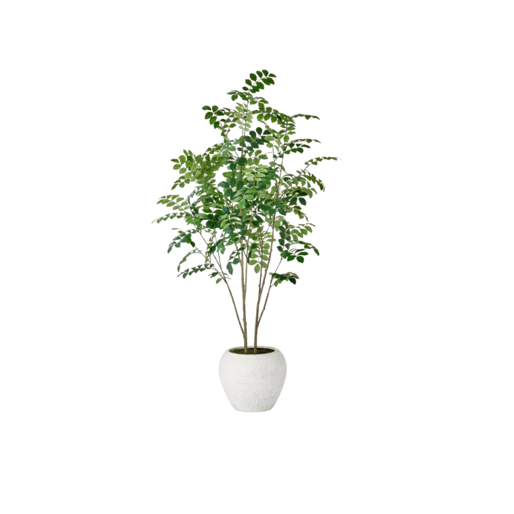 Moringa Tree - Violet Vintage Rentals